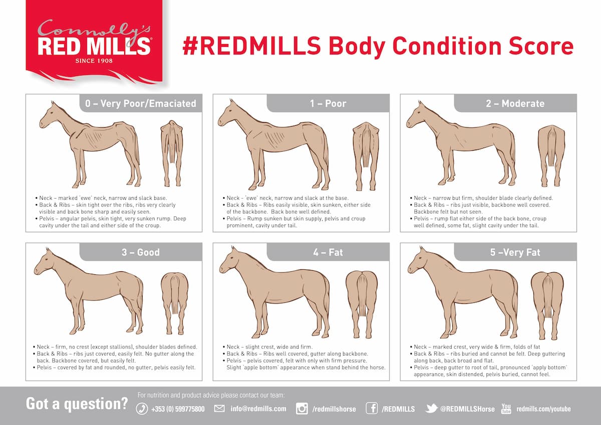 Assessing Your Horse’s Body Condition Score | RED MILLS Horse Bahrain
