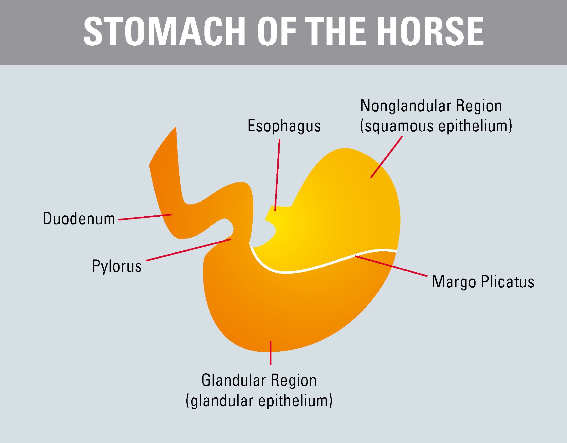Horse Stomach Diagram