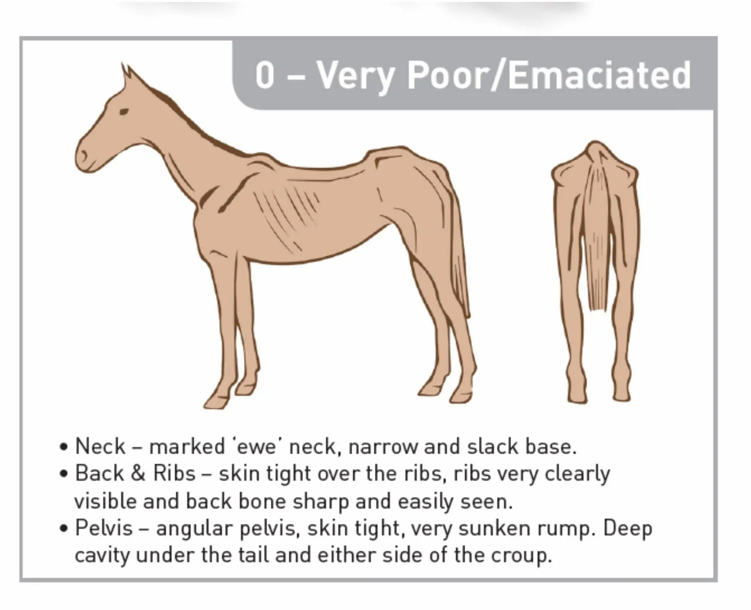 Assessing your horse’s body condition score - RED MILLS US
