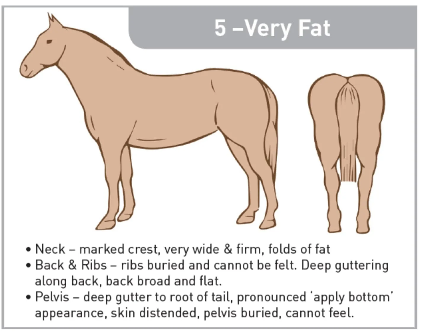 Assessing your horse’s body condition score - RED MILLS US