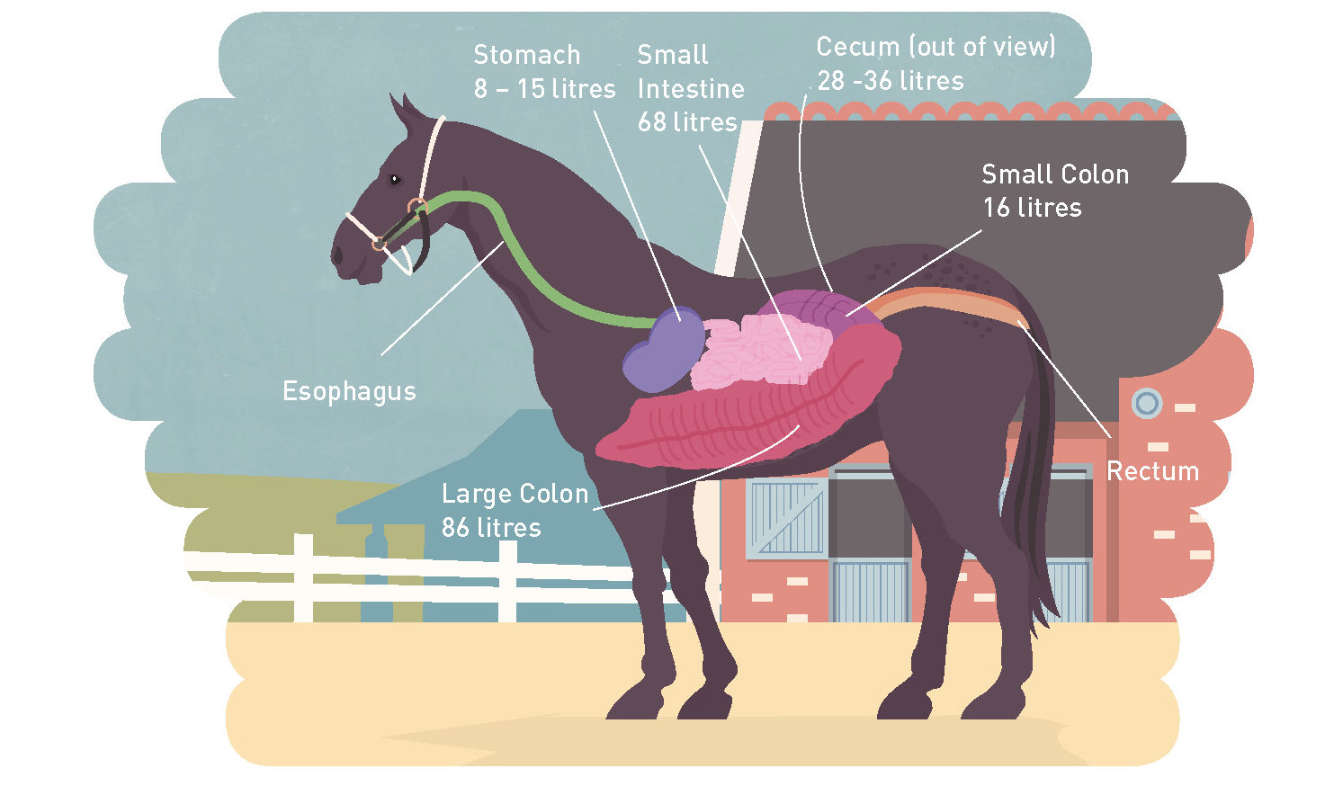 Horse's Digestive System & Digestion | Red Mills Horse