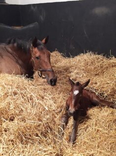 Newborn Foal - Vital Steps in Hours & Days After Foaling | Red Mills Horse