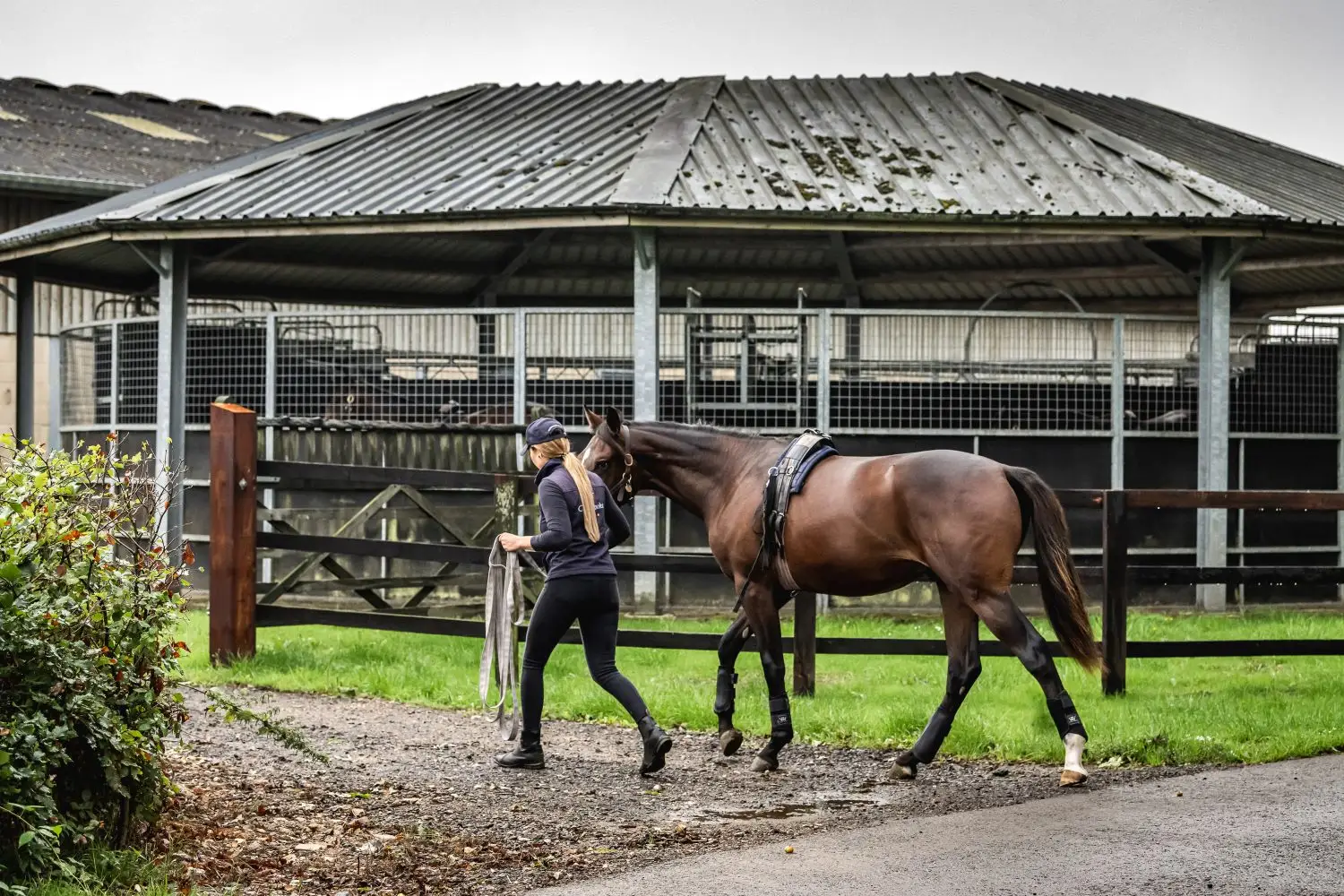 The Importance of Protein in the Horse's Diet | Red Mills Horse