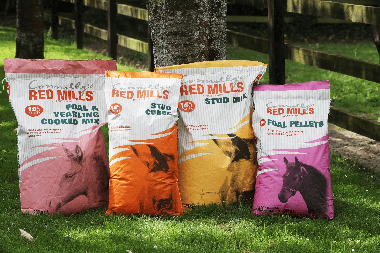 Newborn Foal - Vital Steps in Hours & Days After Foaling | Red Mills Horse