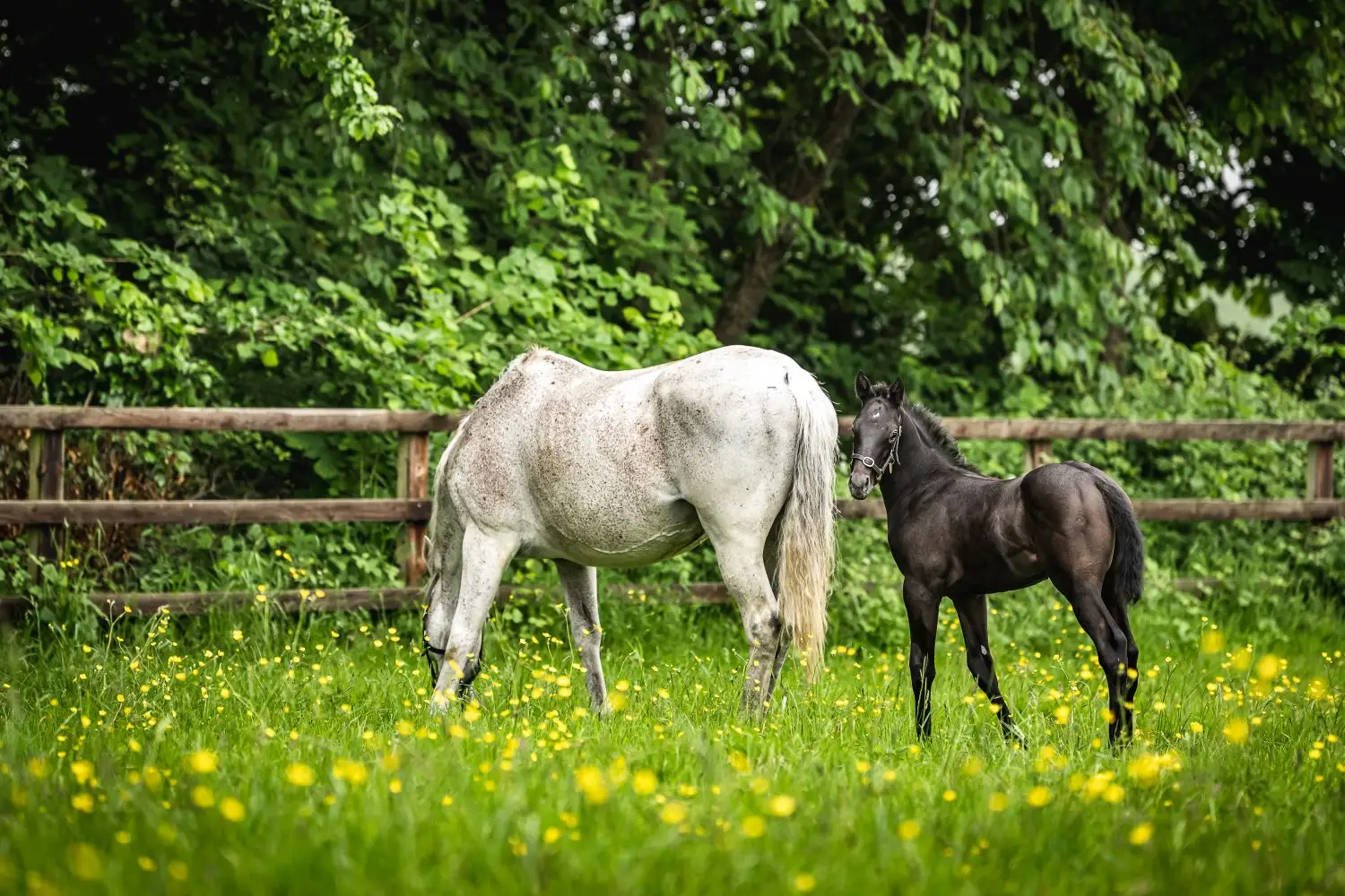 The Importance of Protein in the Horse's Diet | Red Mills Horse