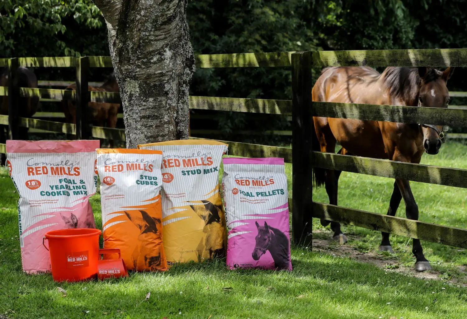 Feeding the Broodmare during pregnancy for mare and foal health