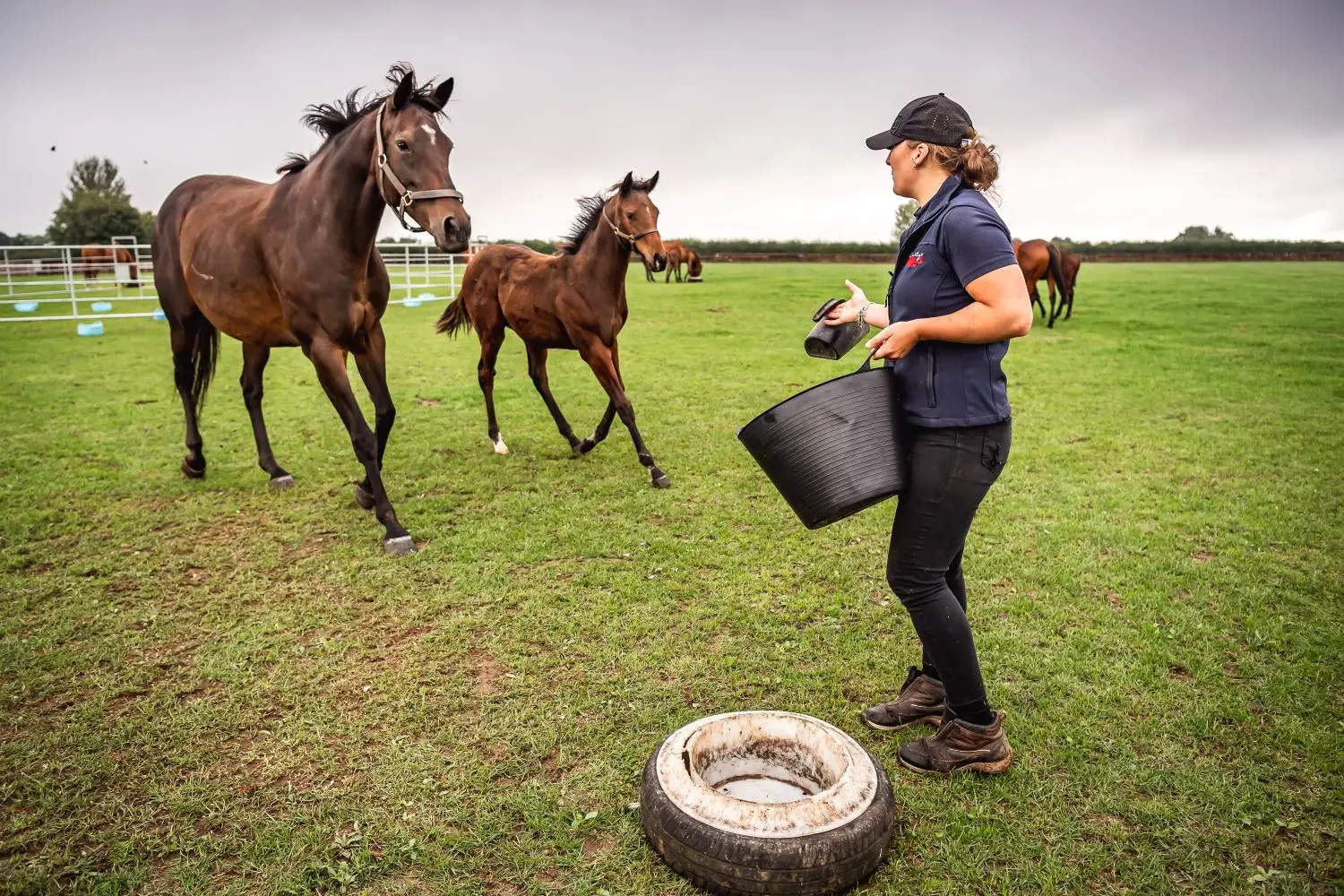 Feeding the Broodmare In Early & Mid Pregnancy | Red Mills Horse