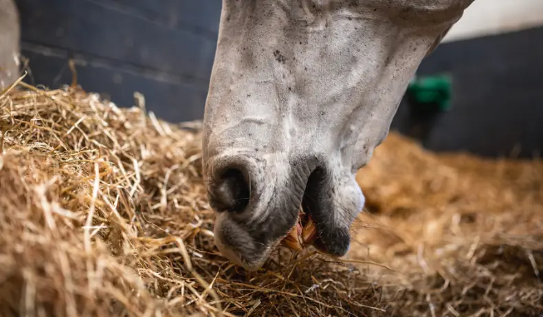 Understanding Colic in Horses: Types, Signs & Treatment | RED MILLS