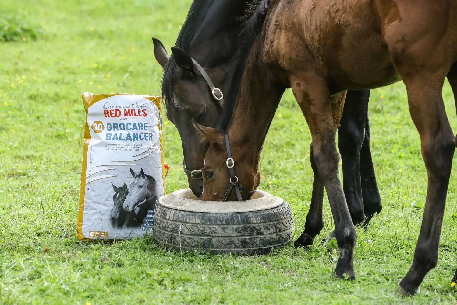 Proven Weaning Methods and Feeding Strategies for Your Foal | RED MILLS