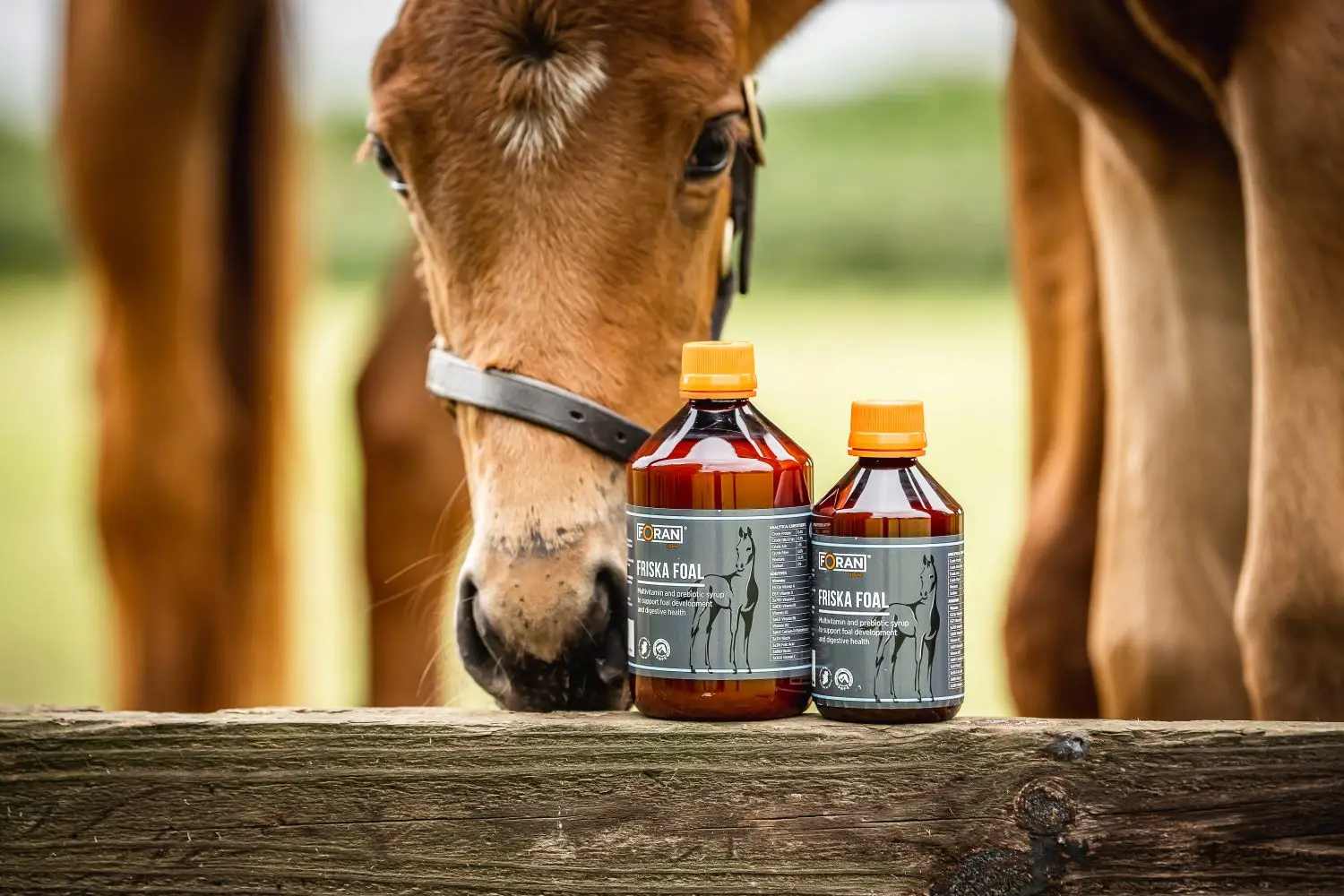 Newborn Foal - Vital Steps in Hours & Days After Foaling | Red Mills Horse