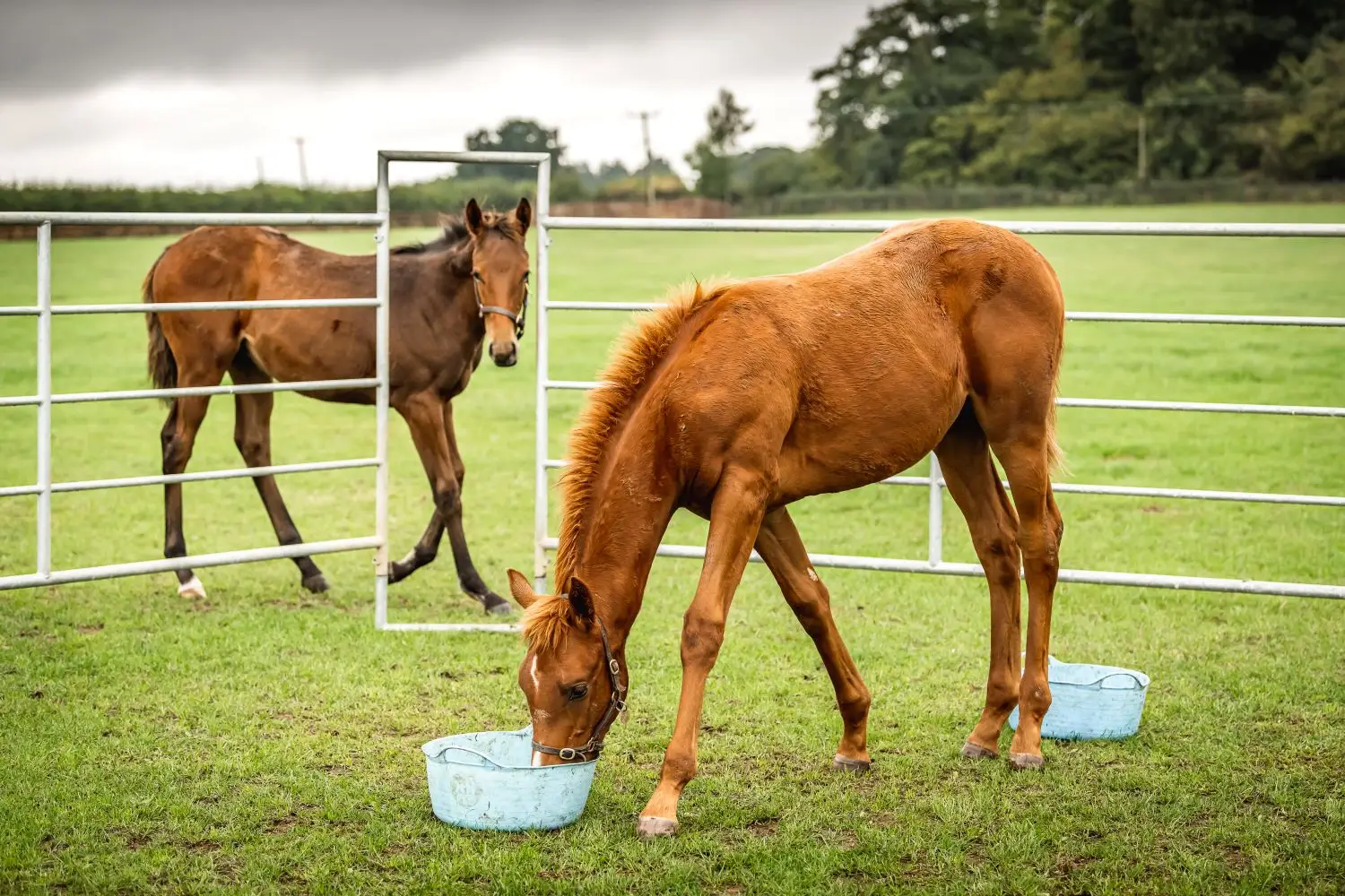 Supporting Bone Growth in Young Horses with Essential Nutrients