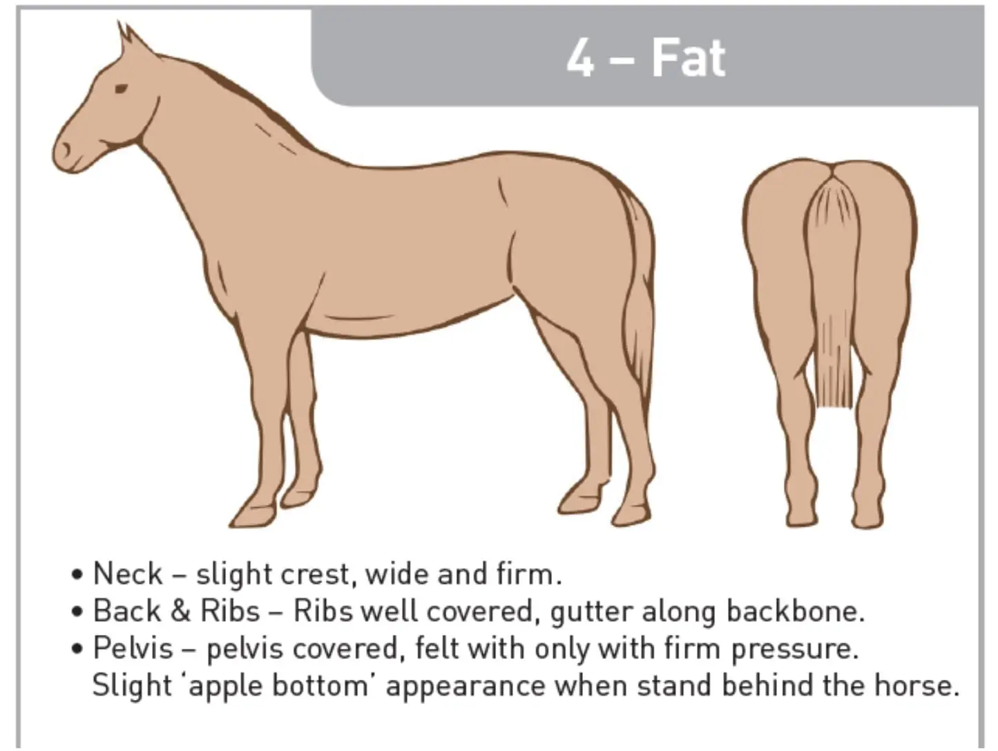 Guide to Assessing Your Horse’s Body Condition Score | Red Mills